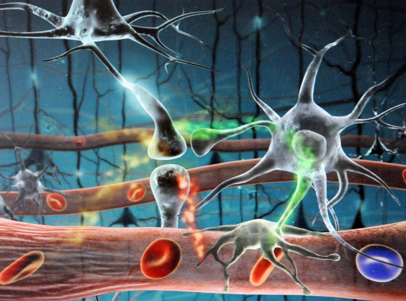 NEUROGÉNESIS, PLASTICIDAD NEURONAL – IBFed – International Biodanza ...